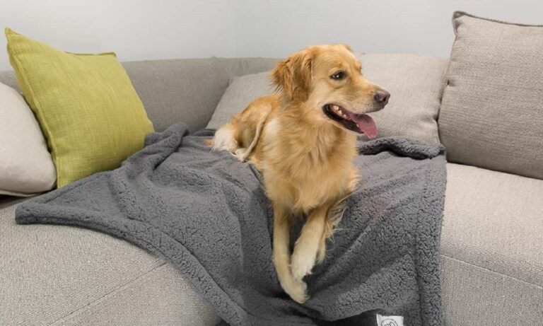 10 Best Dog Blankets UK for 2024 – Our Expert Recommendations