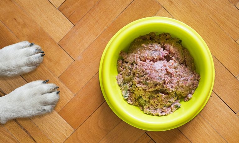 The 8 Best Wet Dog Foods for UK 2024 – Pet Help Reviews UK