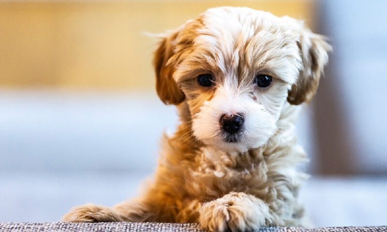How Much Calpol to Give a Dog? – Pet Help Reviews UK