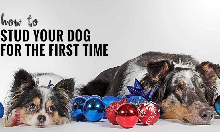 How to Advertise Stud Dog? – Pet Help Reviews UK