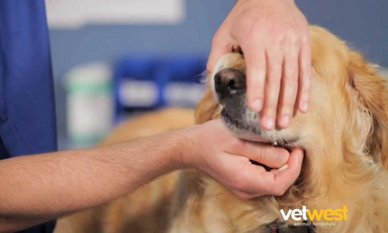 How to Give a Dog a Worming Tablet? – Pet Help Reviews UK