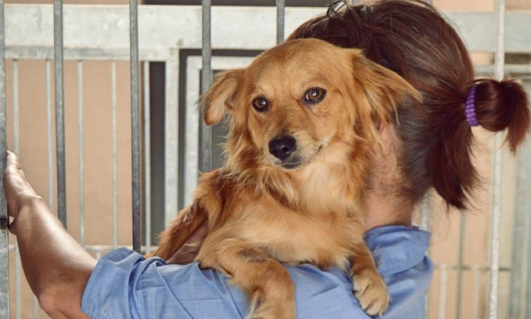 How to Surrender a Dog Uk? – Pet Help Reviews UK