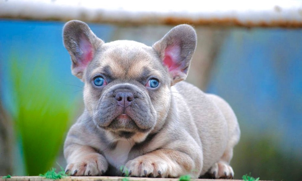 Sable French Bulldog – Pet Help Reviews UK