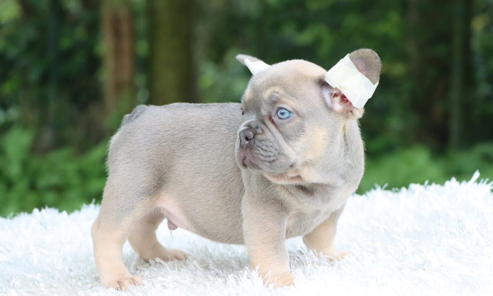 Sable French Bulldog – Pet Help Reviews UK