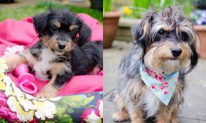 What Does a Jackapoo Dog Look Like? – Pet Help Reviews UK