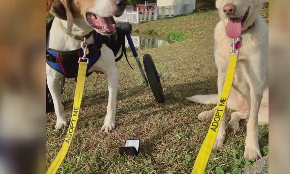 What Is A Dog s Knot Pet Help Reviews