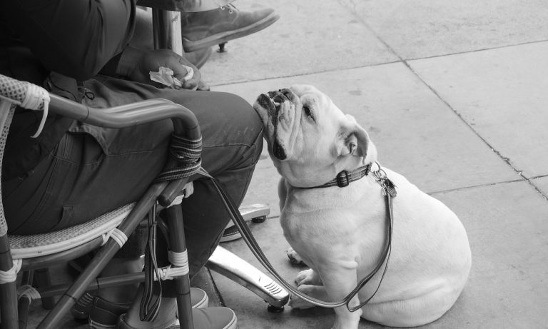 Why Does My Dog Lean on Me With His Backside? – Pet Help Reviews UK