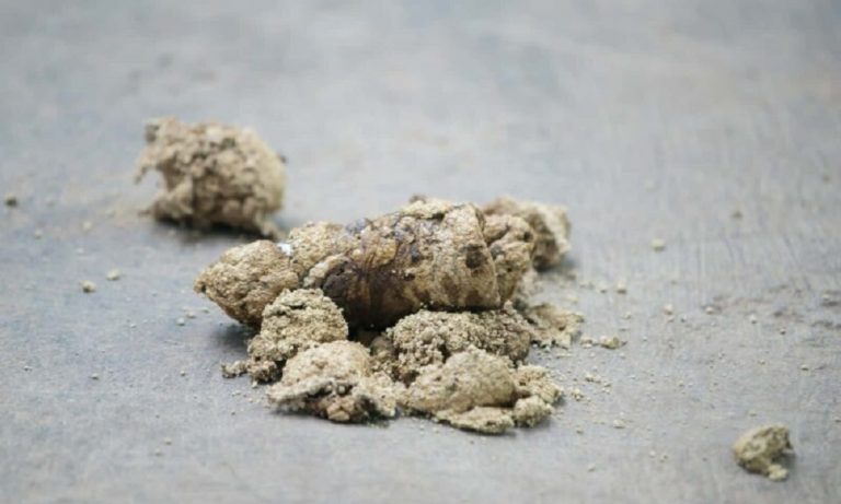 Why is My Dogs Poo Crumbly? – Pet Help Reviews UK