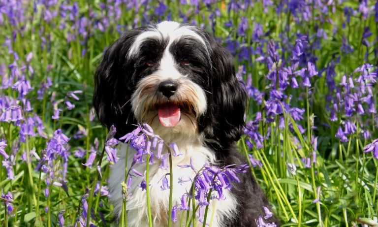Are Bluebells Toxic to Dogs? – Pet Help Reviews UK