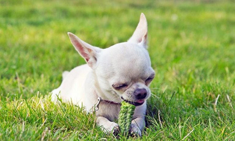 Can Dogs Eat Dill? – Pet Help Reviews UK