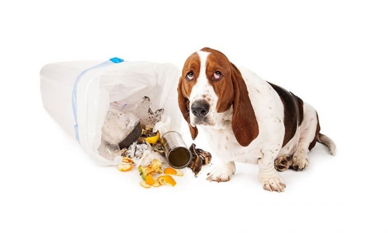 How Can I Stop My Dog Eating Rubbish Outside? – Pet Help Reviews UK