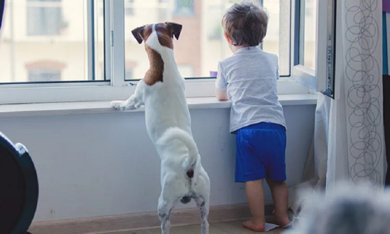 How Do Dogs Know When You’re Coming Home? – Pet Help Reviews UK