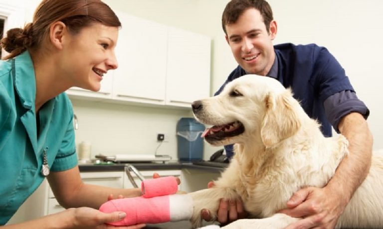 How Much Does Dog Knee Surgery Cost Uk? – Pet Help Reviews UK