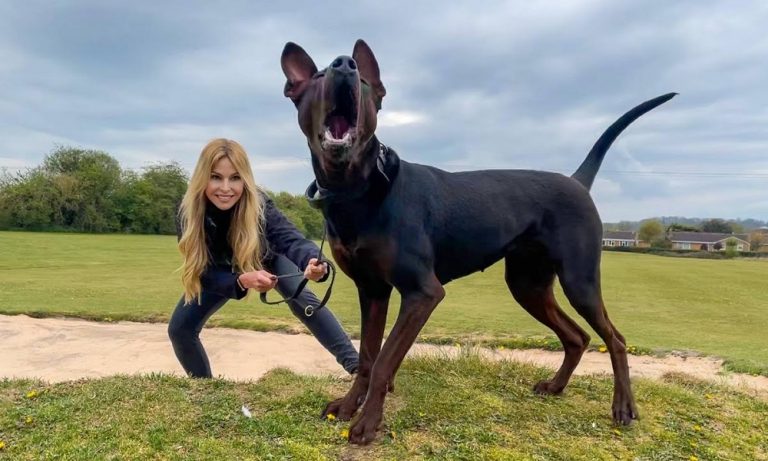 How Much is a Chinese Red Dog? – Pet Help Reviews UK