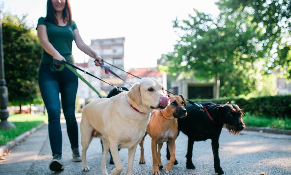 How Much Is A Dog Sitter Pet Help Reviews UK