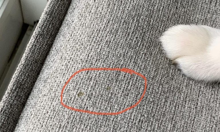 How to Clean Dog Smegma off Furniture? – Pet Help Reviews UK