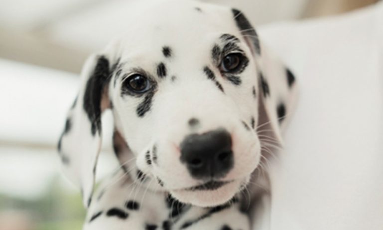 How to Find a Reputable Dog Breeder Uk? – Pet Help Reviews UK