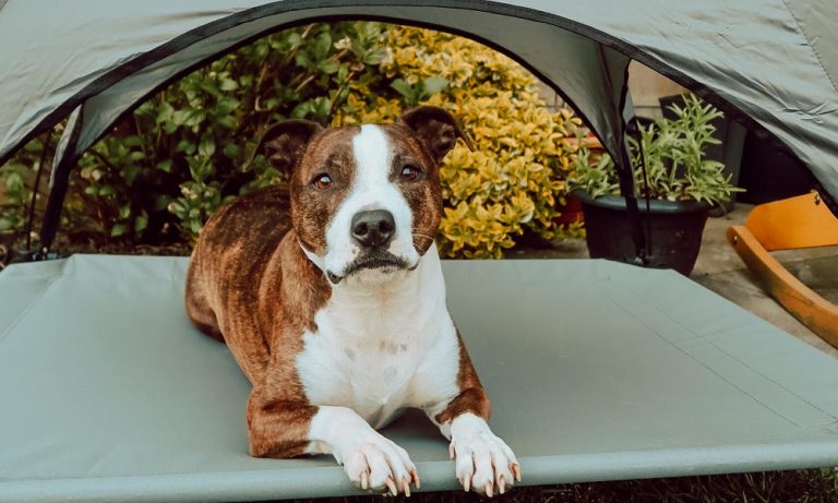 Is B&M Dog Friendly? – Pet Help Reviews UK