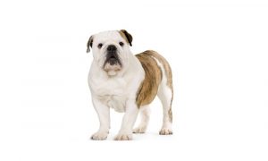 What are Utility Dogs? – Pet Help Reviews UK