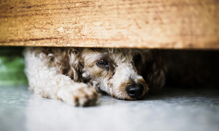 What Does It Mean When a Dog Isolates Himself? – Pet Help Reviews UK