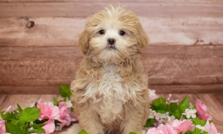 What is a Poochin Dog? – Pet Help Reviews UK