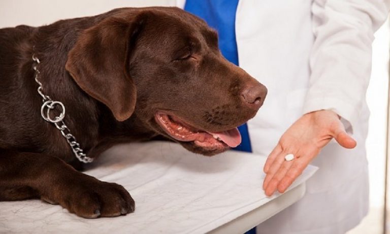 What is Prednicare for Dogs? – Pet Help Reviews UK