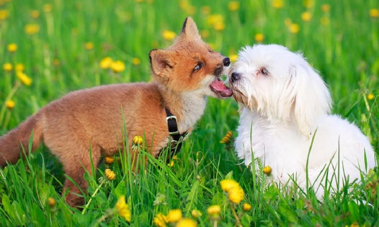 Why Do Dogs Eat Fox Poo? – Pet Help Reviews UK