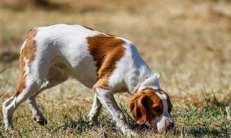 Why Do Dogs Sniff Everything? – Pet Help Reviews UK