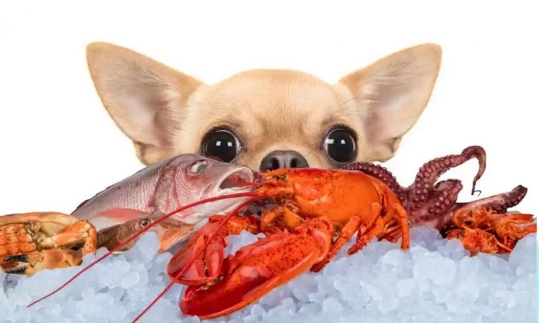 Can Dogs Eat Lobster? – Pet Help Reviews UK