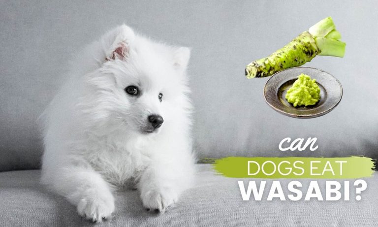 Is Wasabi Poisonous to Dogs? – Pet Help Reviews UK