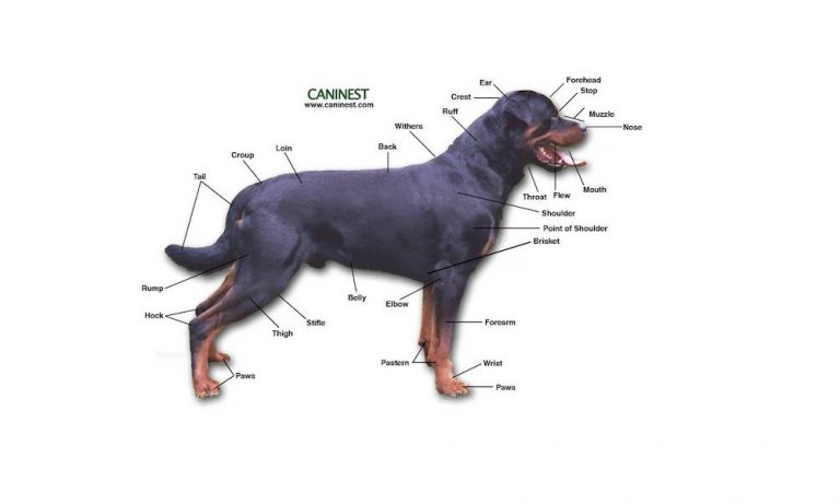 What is Withers on a Dog? – Pet Help Reviews UK