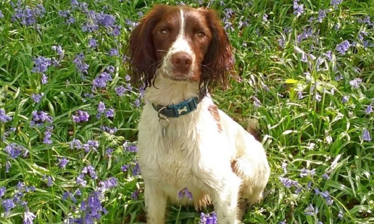 Are Frogs Poisonous to Dogs Uk? – Pet Help Reviews UK