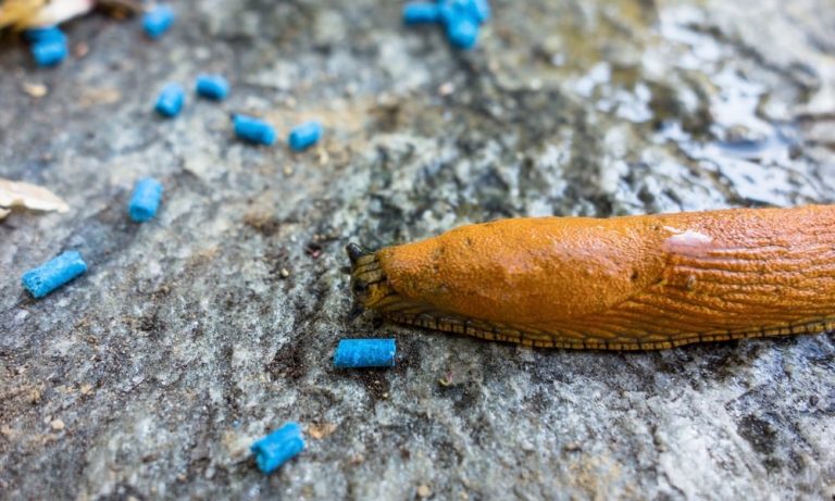 Are Slug Pellets Safe for Dogs? – Pet Help Reviews UK