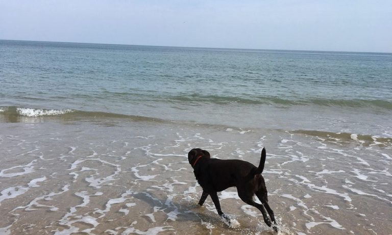 Can Dogs Go on Filey Beach? – Pet Help Reviews UK