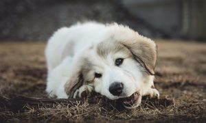 Can You Use Bonjela on Dogs? – Pet Help Reviews UK