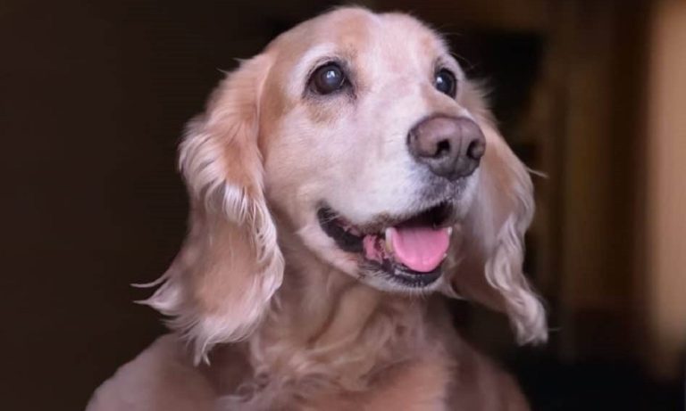 Do Dogs Have Lips? – Pet Help Reviews UK