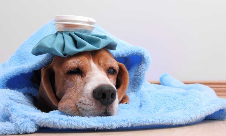 How Do Dogs Regulate Their Body Temp? – Pet Help Reviews UK