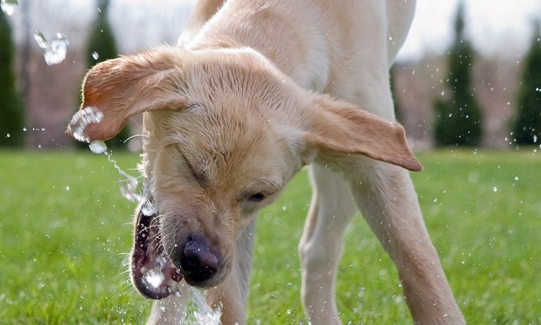 How Do Dogs Regulate Their Temperature? – Pet Help Reviews UK