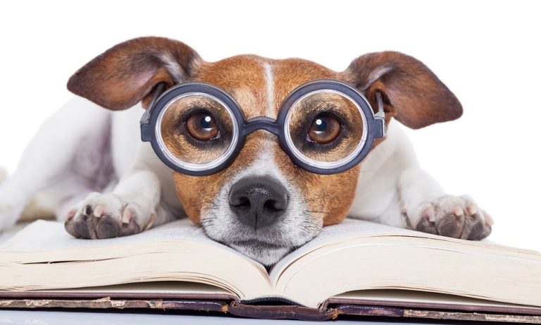 How Dogs Learn? – Pet Help Reviews UK