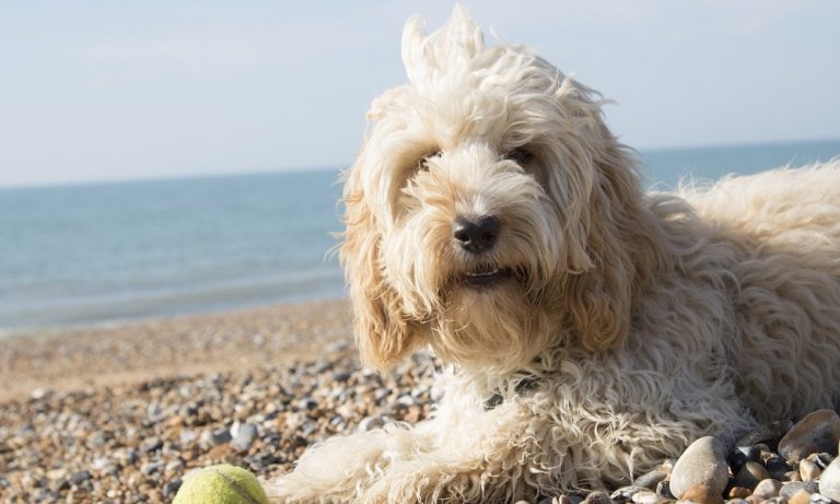 How Long Do Cockapoo Dogs Live? – Pet Help Reviews UK