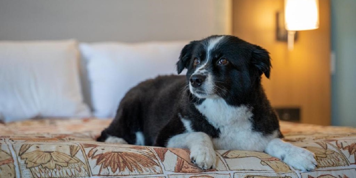 How Much Do Travelodge Charge for Dogs? – Pet Help Reviews UK