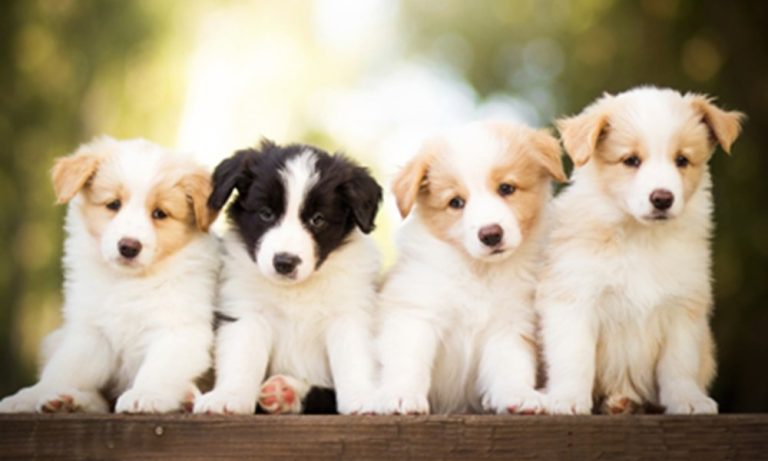 How Much is a Dog Breeding License Uk? – Pet Help Reviews UK