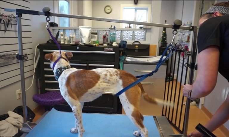 How to Restrain a Dog While Grooming? – Pet Help Reviews UK