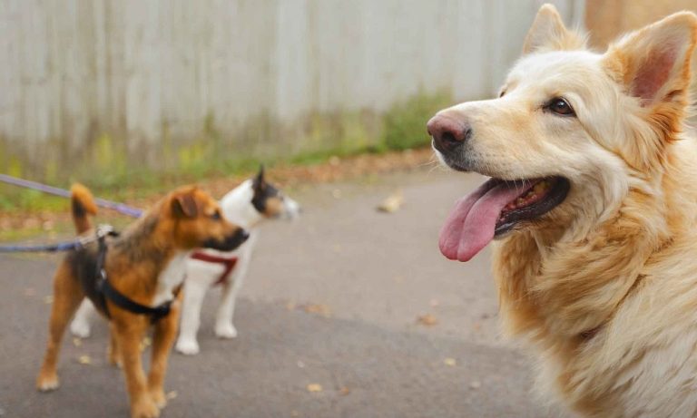 How to Train Your Dog to Ignore Other Dogs Uk? – Pet Help Reviews UK