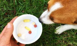 What Hayfever Tablets Can Dogs Have? – Pet Help Reviews UK