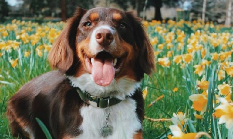 What is a Sprollie Dog? – Pet Help Reviews UK