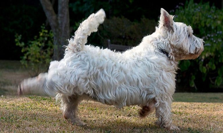 Stunning Dog Kicking Back Legs Pictures