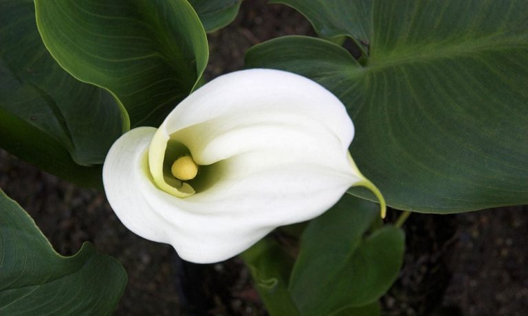Are Calla Lilies Poisonous to Dogs? – Pet Help Reviews UK