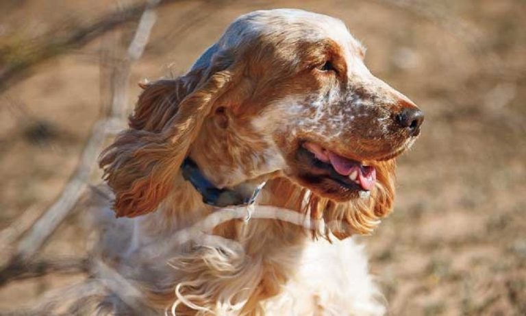 Are Cocker Spaniels Good Hunting Dogs? – Pet Help Reviews UK
