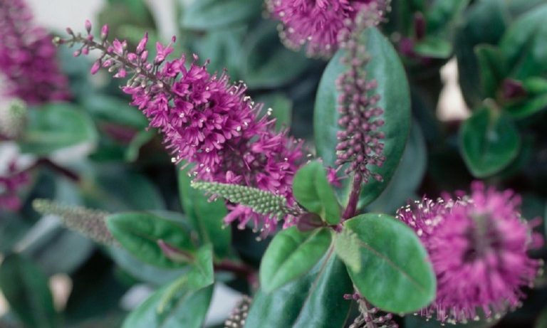 Are Hebes Toxic to Dogs? – Pet Help Reviews UK